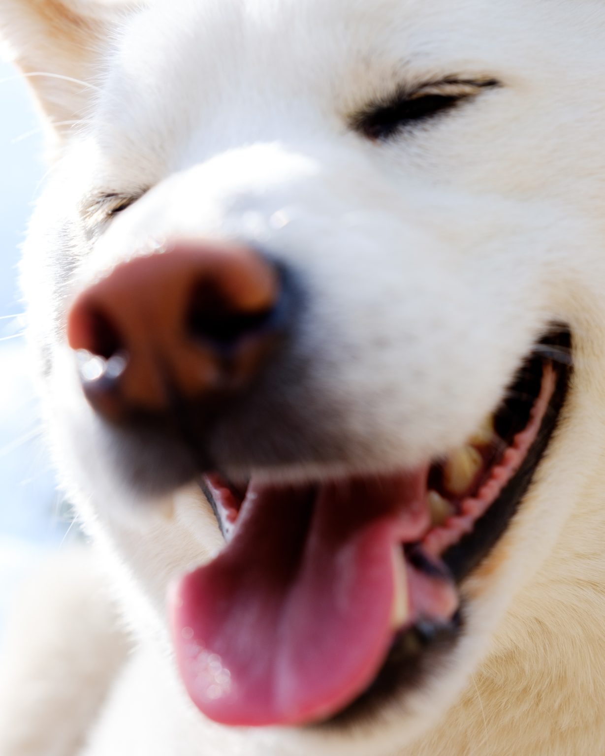 FIELD REPORT : MORGAN BARFIELD - Purple Mountain Observatory